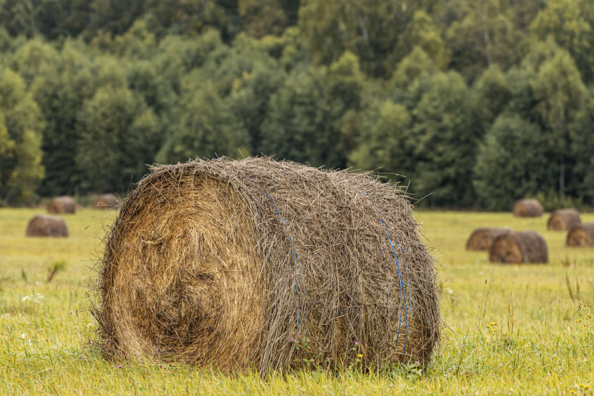 В поле / В поле / Фотография на PhotoGeek.ru