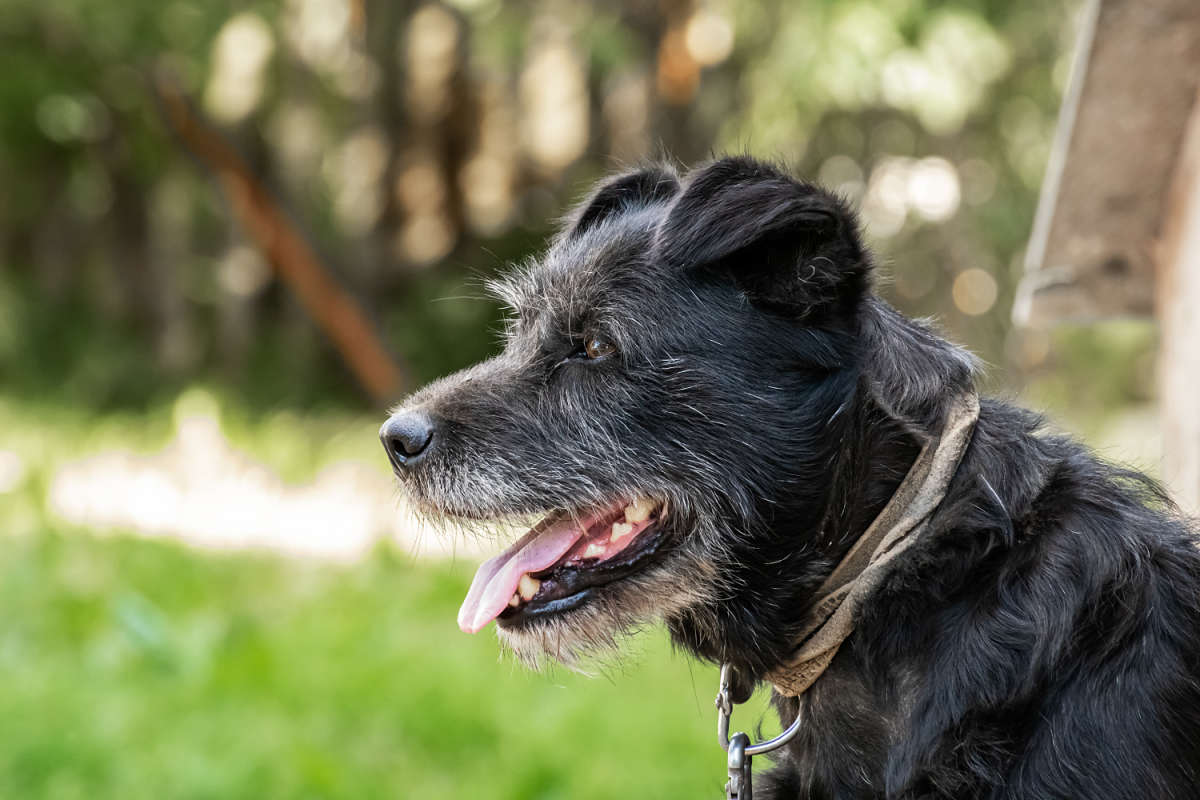 Бим / Бим / Фотография на PhotoGeek.ru