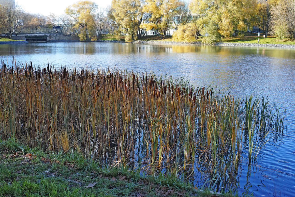 Пруд Садки / Пруд Садки / Фотография на PhotoGeek.ru