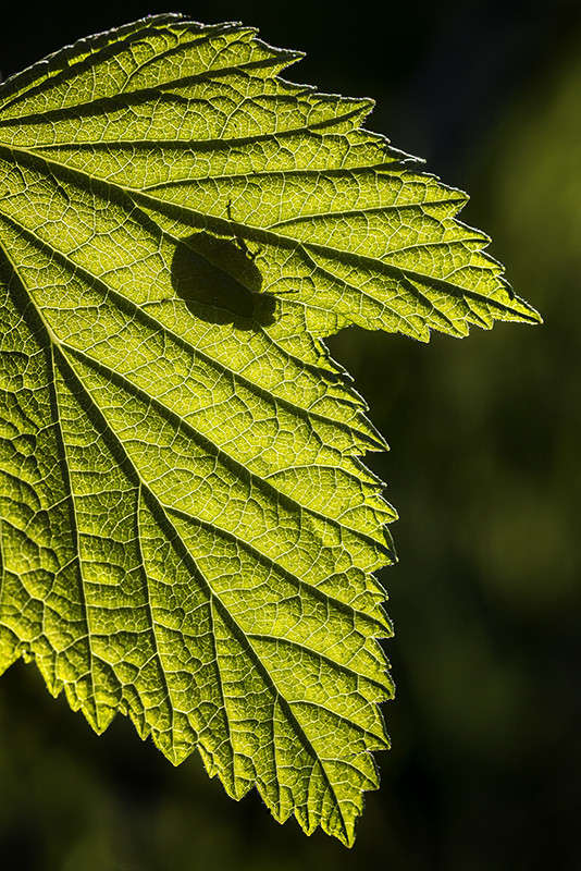 Фотография на PhotoGeek.ru