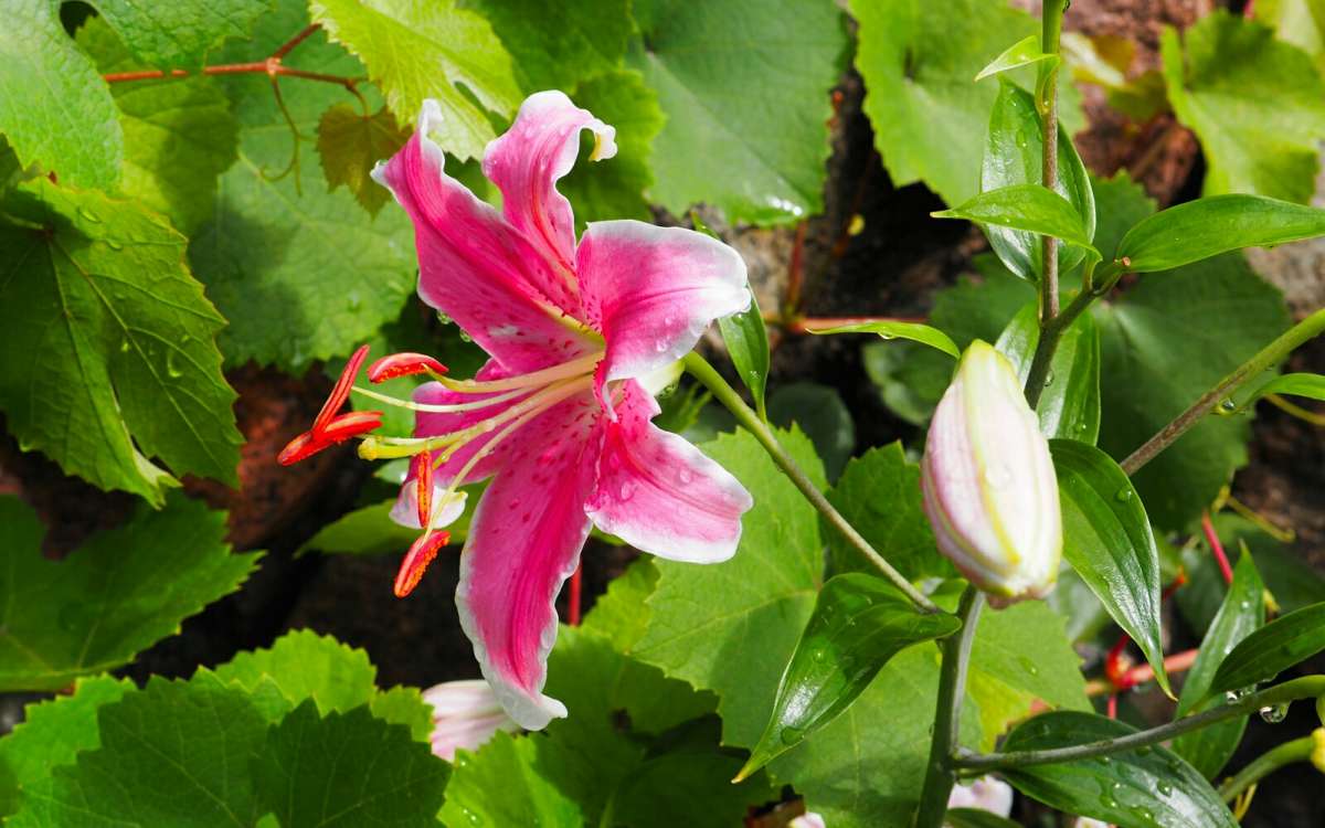 Городские цветы. / Городские цветы. / Фотография на PhotoGeek.ru