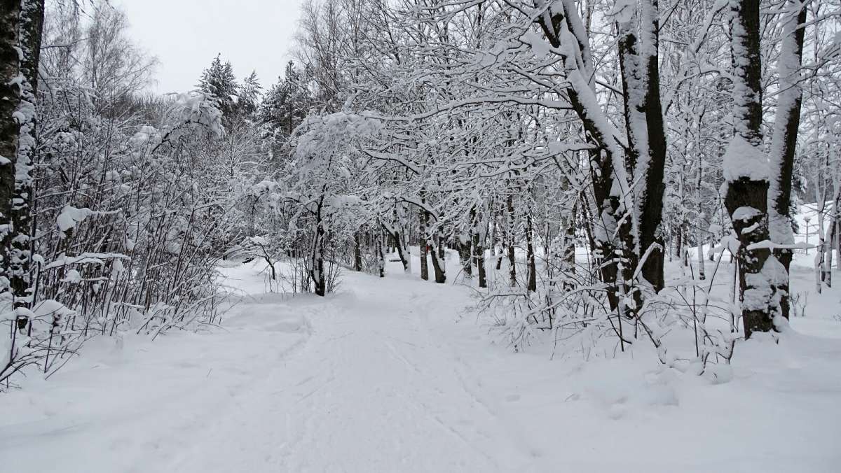 Зимний парк. / Зимний парк. / Фотография на PhotoGeek.ru