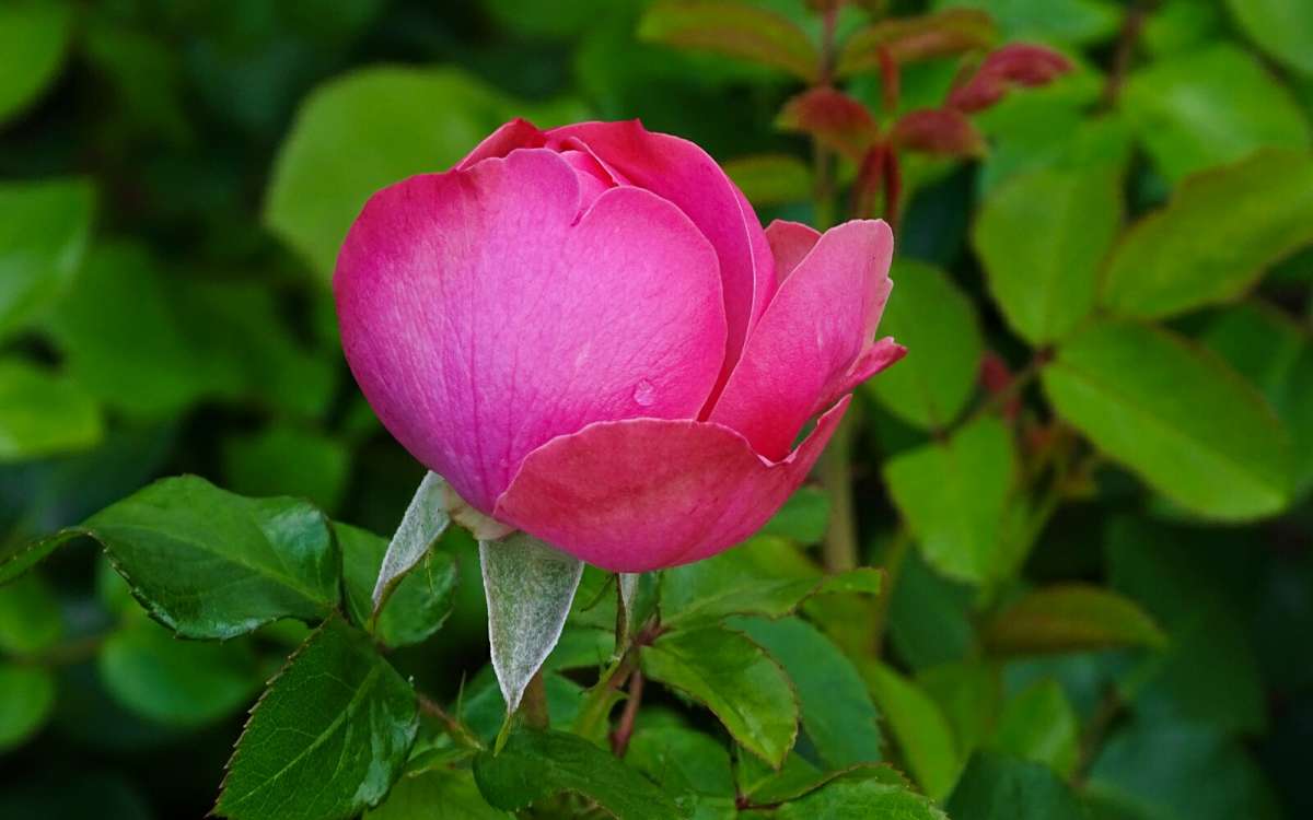 Цветы на городских клумбах. / Цветы на городских клумбах. / Фотография ...