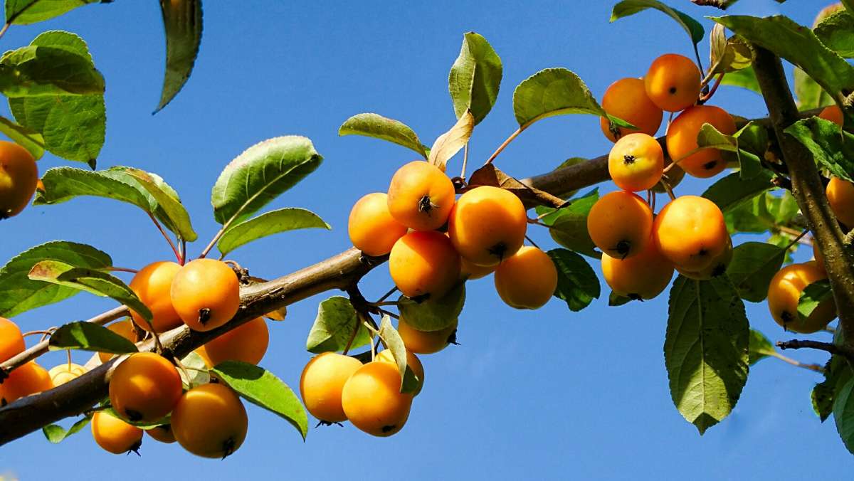 Райские яблочки / Райские яблочки / Фотография на PhotoGeek.ru